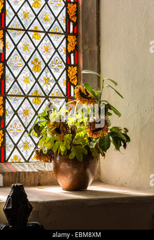 Sunflowers in a church window display Stock Photo - Alamy