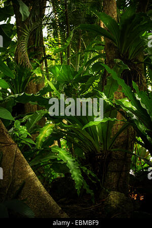 color view of nice color misty tropical jungle Stock Photo - Alamy