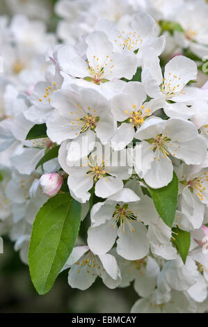 Flowering Malus "White Angel" Crabapple Tree Blossoms in Sunlight Stock ...