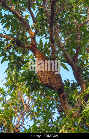 A nest of wild bees Stock Photo - Alamy