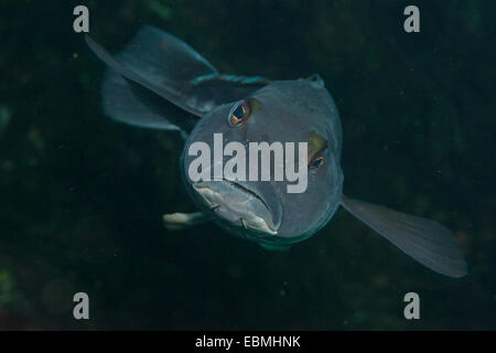 Blue cod, fiordland, New Zealand Stock Photo - Alamy