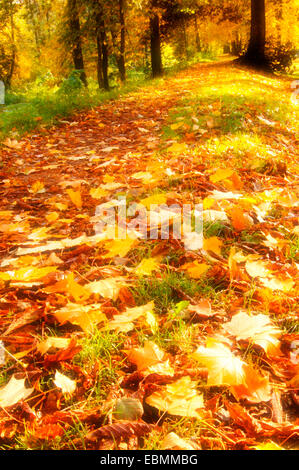 autumn background red and yellow fallen leaves place for inscription ...