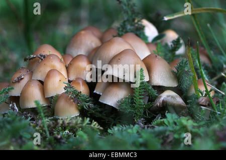 toadstools on lawn Stock Photo - Alamy