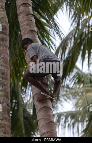 A man climbing a palm tree using traditional method of a rope loop ...