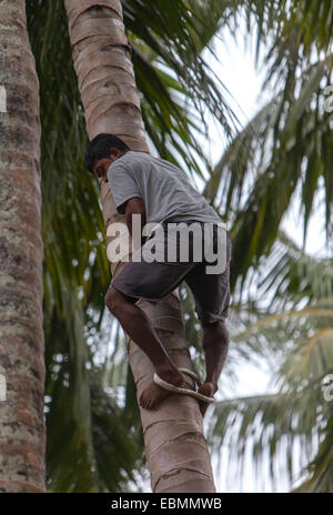 A man climbing a palm tree using traditional method of a rope loop ...