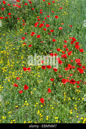 Early summer in the countryside of the Veneto, Italy. Field poppies ...