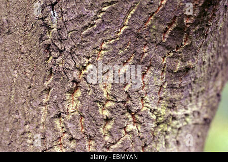 Bark of Lebanon Oak (Quercus libani Stock Photo - Alamy