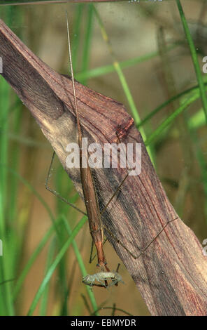 Water Stick-Insect or Water Scorpion (Ranatra linearis), insect living ...