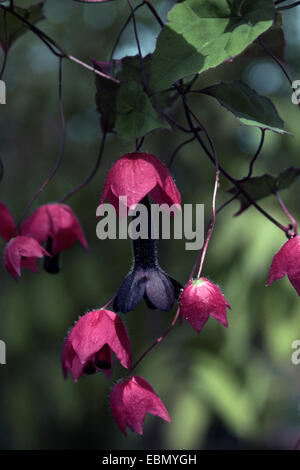 Purple Bell Vine Stock Photo - Alamy