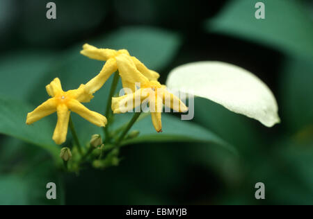 Dwarf Mussaenda plant flowers (Mussaenda glabra) - USA Stock Photo - Alamy