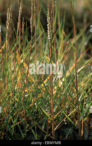 Invasive grass species Spartina anglica on Hoylake beach Stock Photo ...