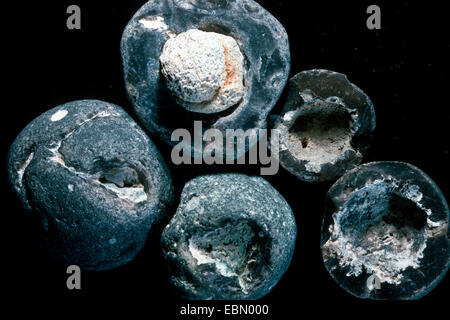 sponge, fossilized sponge, upper Cretaceous, Denmark Stock Photo - Alamy