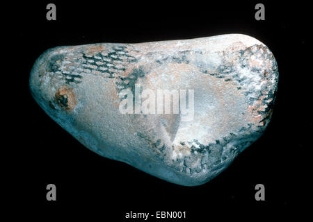 sponge, fossilized sponge, upper Cretaceous, Denmark Stock Photo - Alamy
