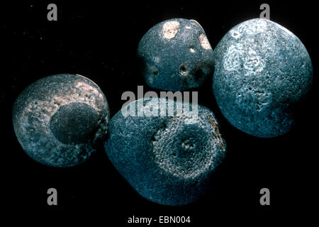 sponge, fossilized sponge, upper Cretaceous, Denmark Stock Photo - Alamy