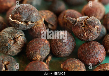 levant berry, indicus cocculus, Fish Berries (Anamirta paniculata ...