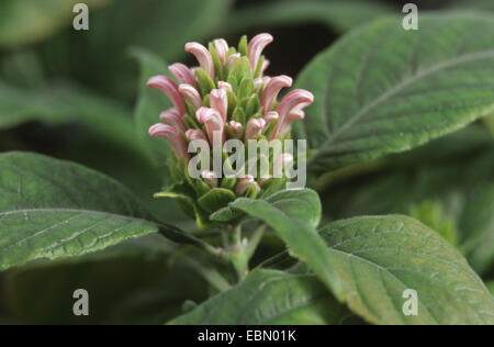 pink plume flower, pink jacobinia, Brazilian plume flower (Jacobinia ...