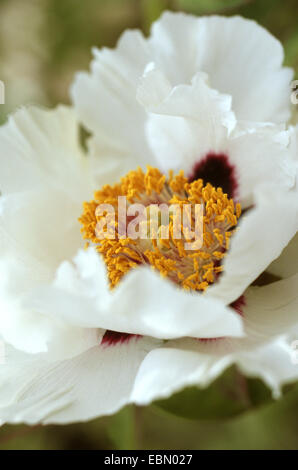 Vertical macro of a white peony bloom with a large, dense yellow stamen ...