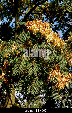 Tree of Heaven (Ailanthus altissima), twigs with fruit Stock Photo - Alamy