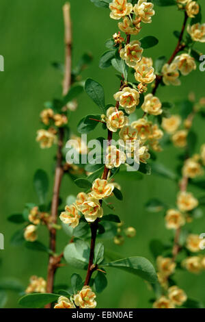 Branches of japanese barberry (Berberis thunbergii) var atropurpurea ...