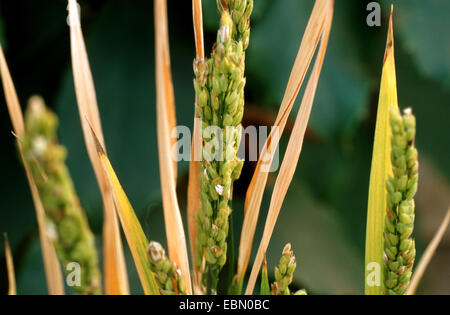 Oryza sativa. Rice plant flowers on the plant in a paddy field. Andhra ...