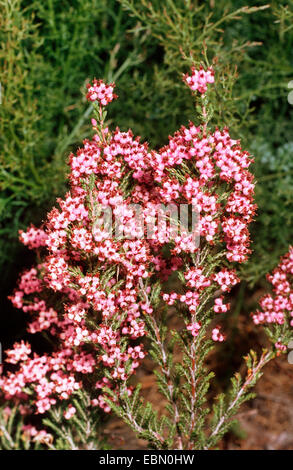 Dwarf Spanish heath (Erica umbellata) pink flowers Stock Photo - Alamy