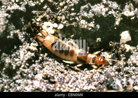 Tawny earwig, Giant earwig (Labidura riparia), on sandy ground, Germany ...