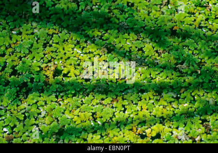 Mosquito fern , Water fern Stock Photo - Alamy