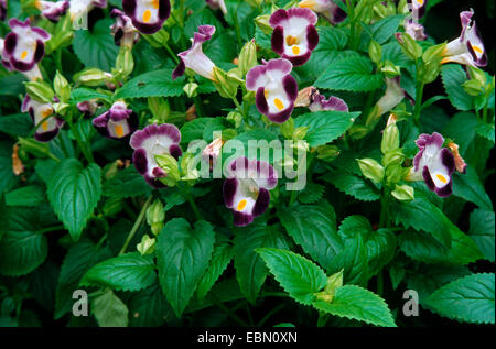 White Torenia, Bluewings or Wishbone flower Blooming in A Garden Stock ...
