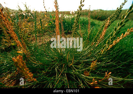 sea arrowgrass, common bog arrow-grass, seaside arrowgrass (Triglochin ...