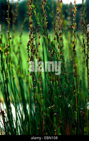 MARSH ARROWGRASS Triglochin palustre (Juncaginaceae Stock Photo - Alamy