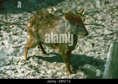 Southern Pudú deer (Pudu puda), native to the lower ranges of the ...