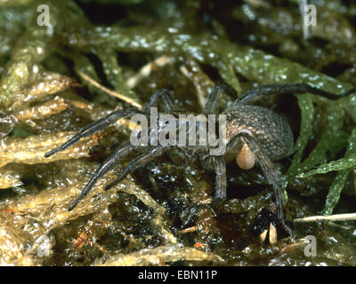 Rustic wolf spider Stock Photo - Alamy