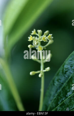 Cinnamon (Cinnamomum), flowers Stock Photo - Alamy