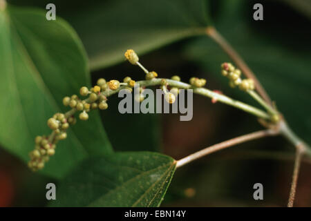 kamala (Mallotus philippinensis), inflorescence Stock Photo - Alamy