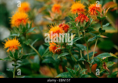 safflower (Carthamus tinctorius), blooming Stock Photo - Alamy