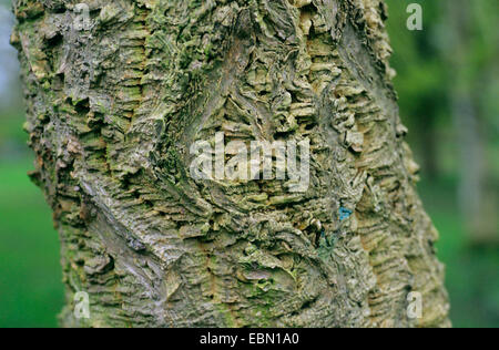 Japanese cork tree (Phellodendron japonicum), leaves Stock Photo - Alamy