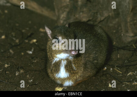 Lesser Malay Mouse Deer (Tragulus javanicus) in rainforest understory ...