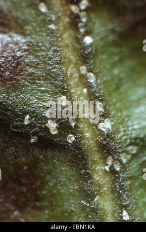 broad mite (Polyphagotarsonemus latus, Tarsonemus latus, Hemitarsonemus ...