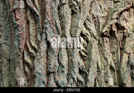 Canadian Poplar (Populus canadensis) bark with moss, Netherlands Stock ...