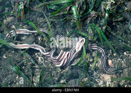 nemertines, nemerteans, proboscis worms, rhynchocoelans, ribbon worms ...