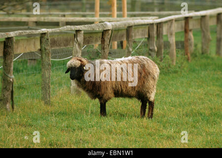 Alpine stone sheep, Alpines Steinschaf (Ovis ammon f. aries), herd of ...
