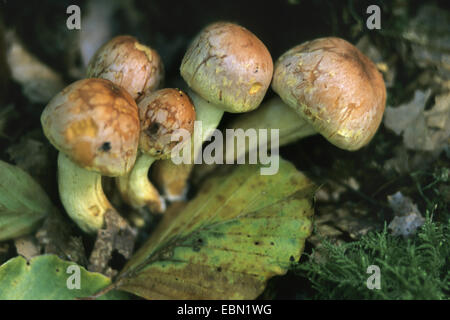 Fruiting bodies of brick tuft fungus (Hypholoma lateritium) growing on ...