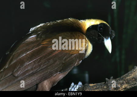 Red Bird of Paradise. (Paradisaea rubra) male performing practice ...