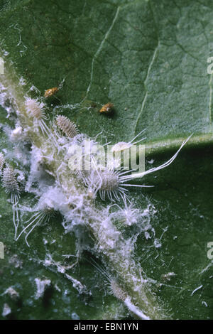 longtailed mealybug (Pseudococcus longispinus), adult and larvae, Germany Stock Photo - Alamy