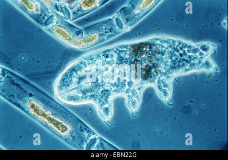Microscopic view of a Tardigrades or water bear (Milnesium tardigradum ...