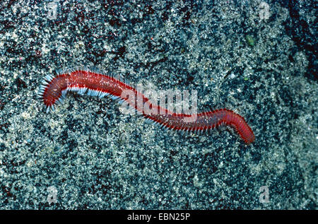 fireworm (Eurythoe complanata Stock Photo - Alamy