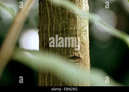 Upas tree (Antiaris toxicaria Stock Photo - Alamy