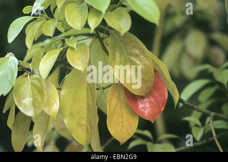 Camphor Tree (Cinnamomum camphora), twig with leaves, studio picture ...