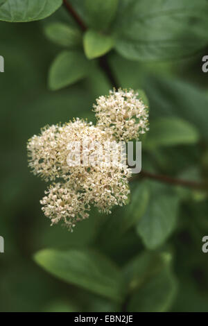 Ceanothus americanus L Stock Photo - Alamy