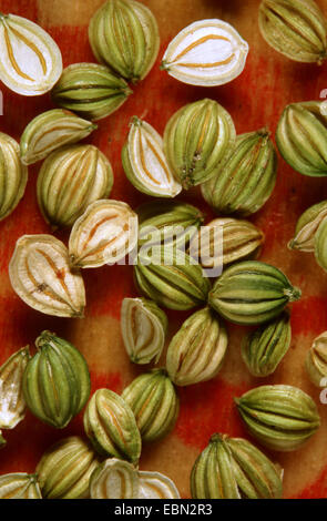 Seeds of fool's parsley, Aethusa cynapium Stock Photo - Alamy